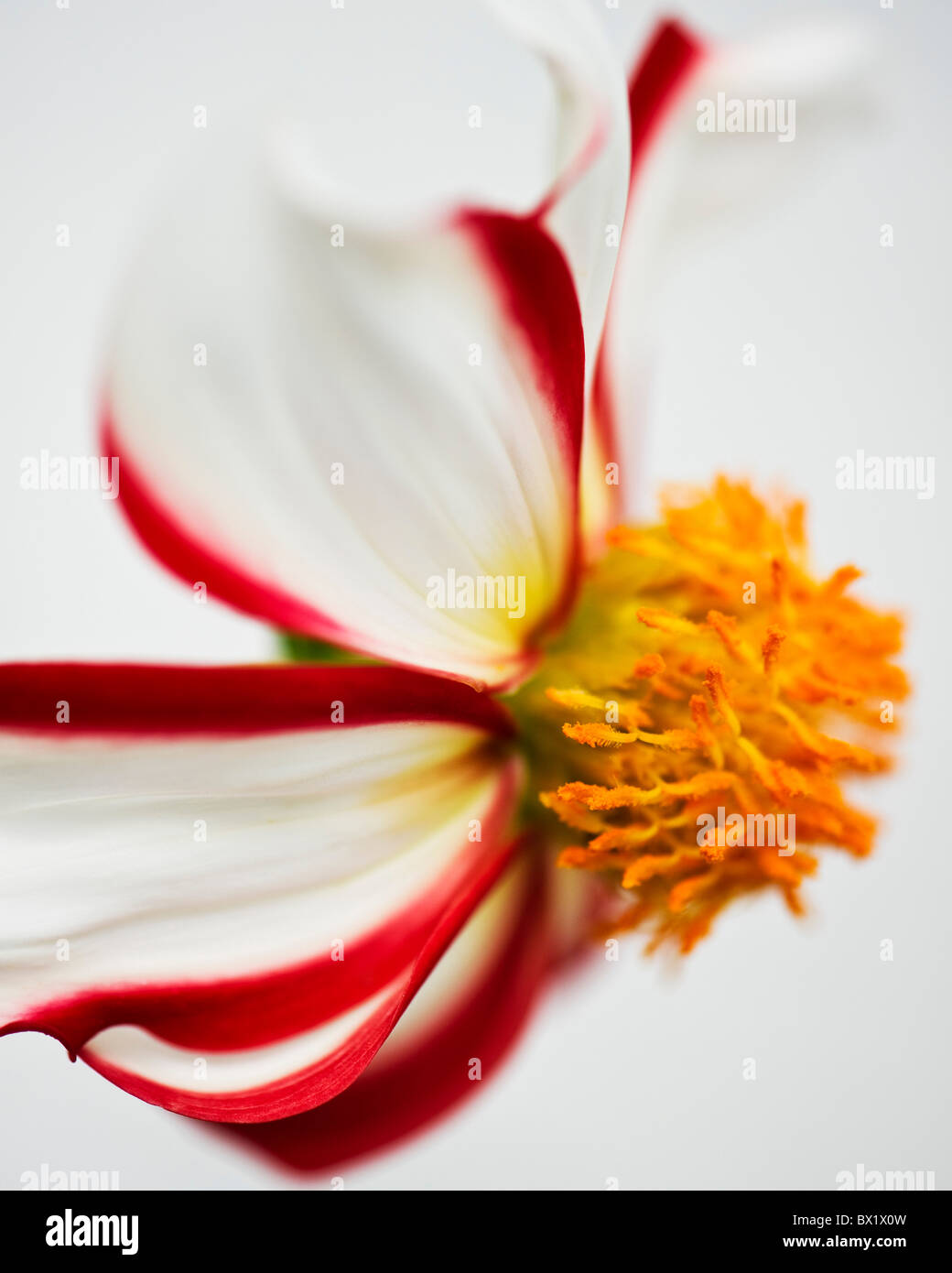 Red Rimmed High Resolution Stock Photography and Images - Alamy