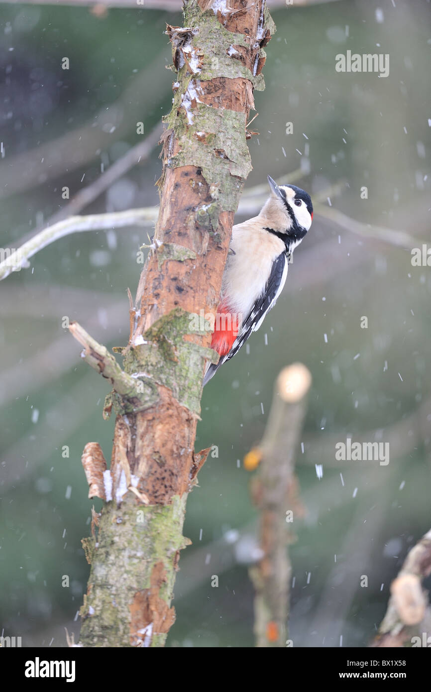 Great spotted woodpecker (Dendrocopos major - Dendrocopus major ...