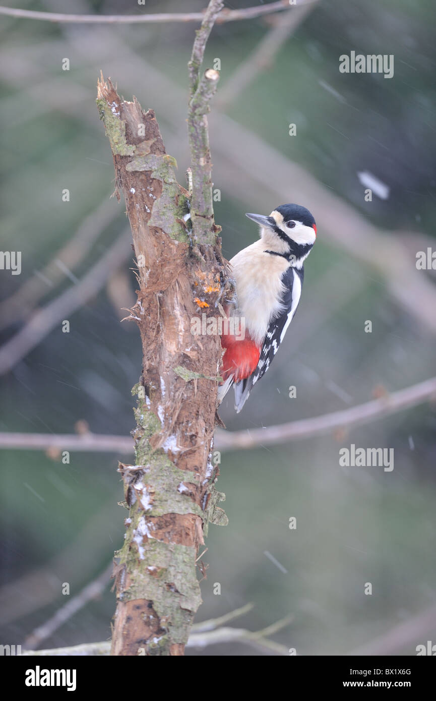Great spotted woodpecker (Dendrocopos major - Dendrocopus major ...