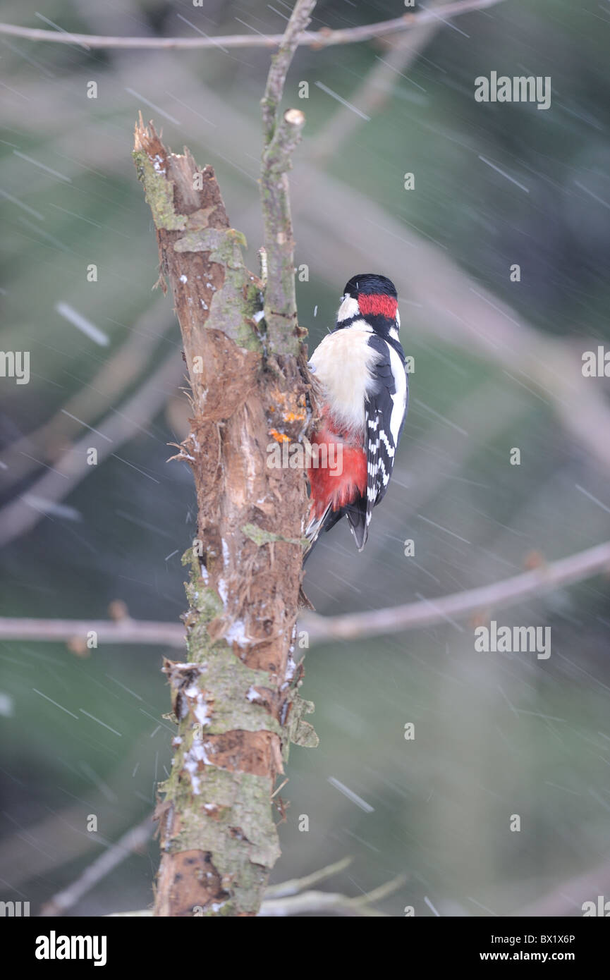 Dendrocopus major winter hi-res stock photography and images - Alamy