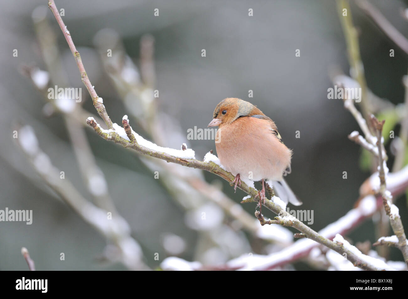 Eurasian Chaffinch High Resolution Stock Photography and Images - Alamy