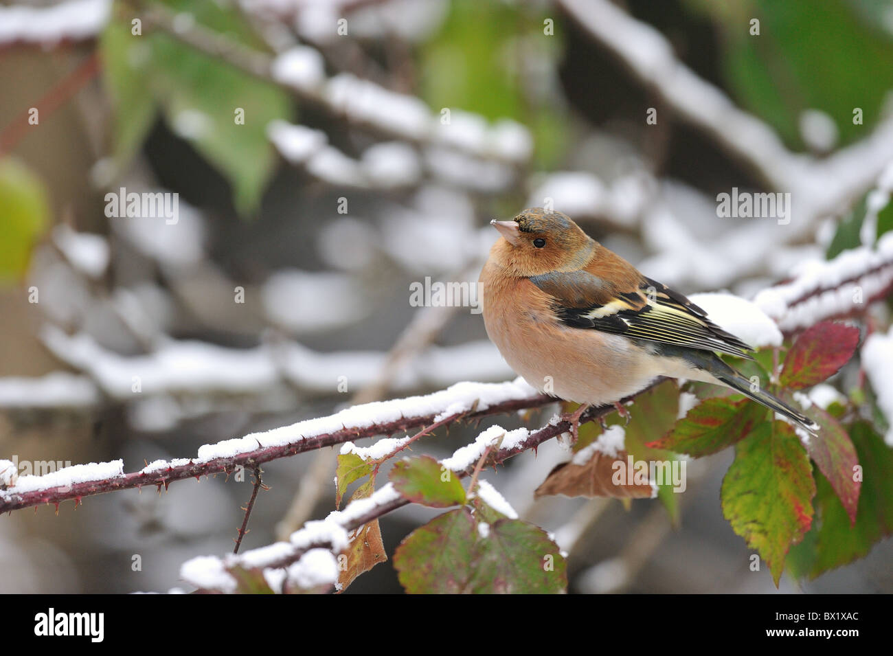 European chaffinch - Common chaffinch (Fringilla coelebs) male on ...