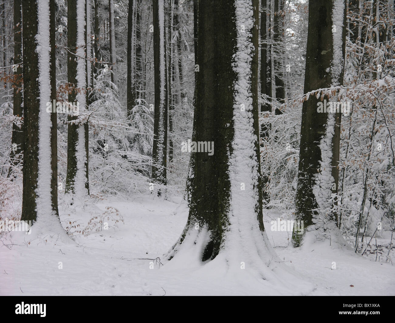 snow trees tribes trunks Winter wood Stock Photo - Alamy