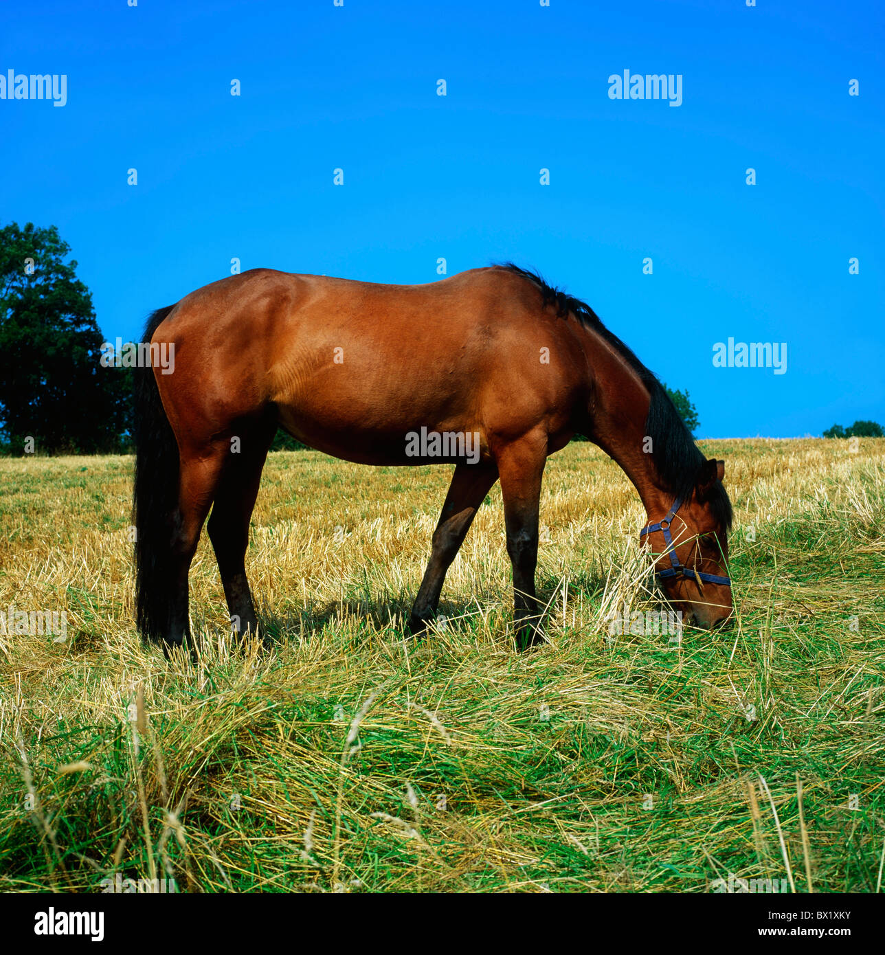 Horse Eating In Hay Field Stock Photo - Alamy