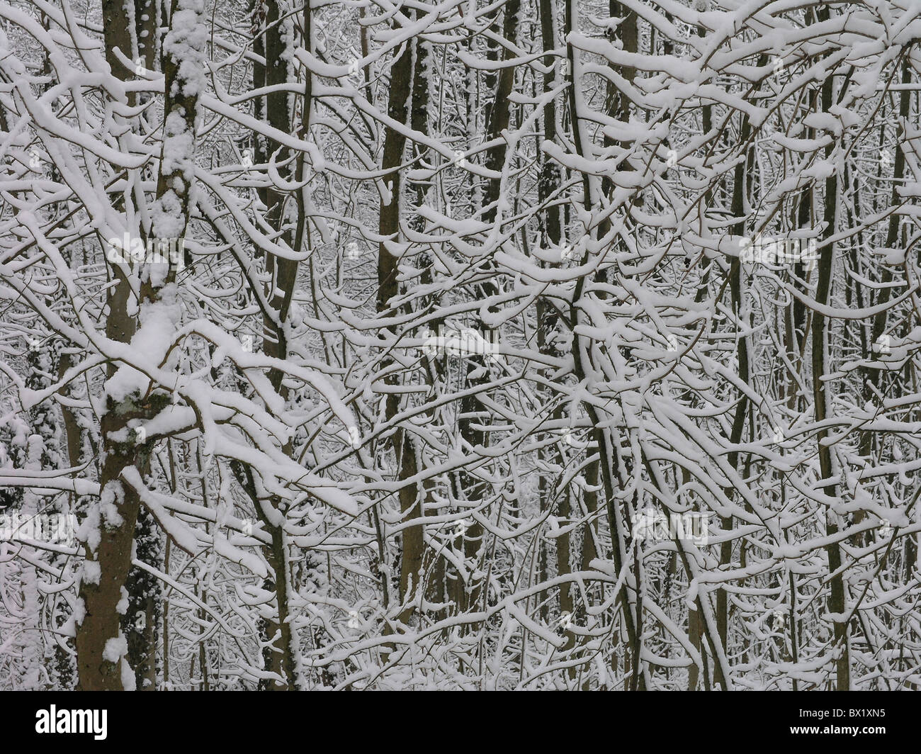 branches knots snow trees Winter wood Stock Photo - Alamy