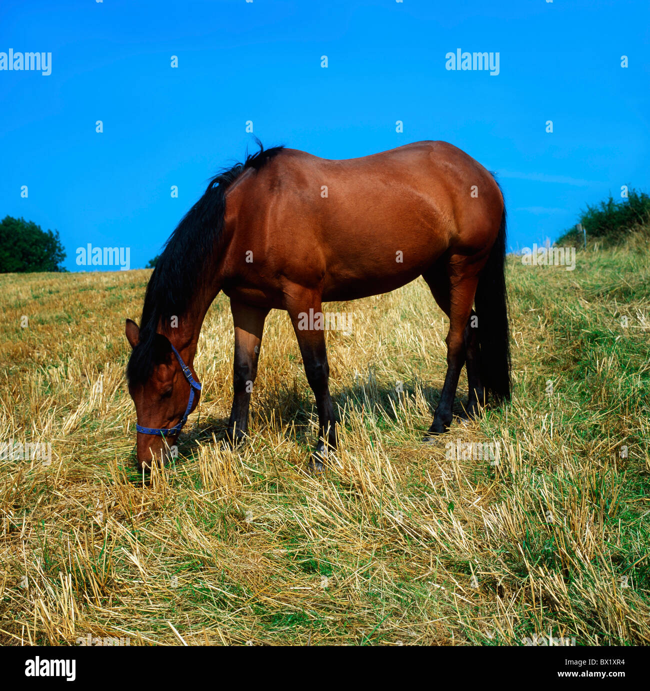 Horse Eating In Hay Field Stock Photo - Alamy