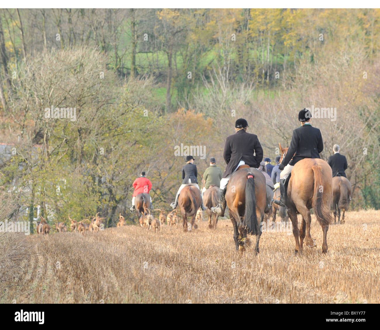 foxhunters in a stubble field in devon Stock Photo - Alamy