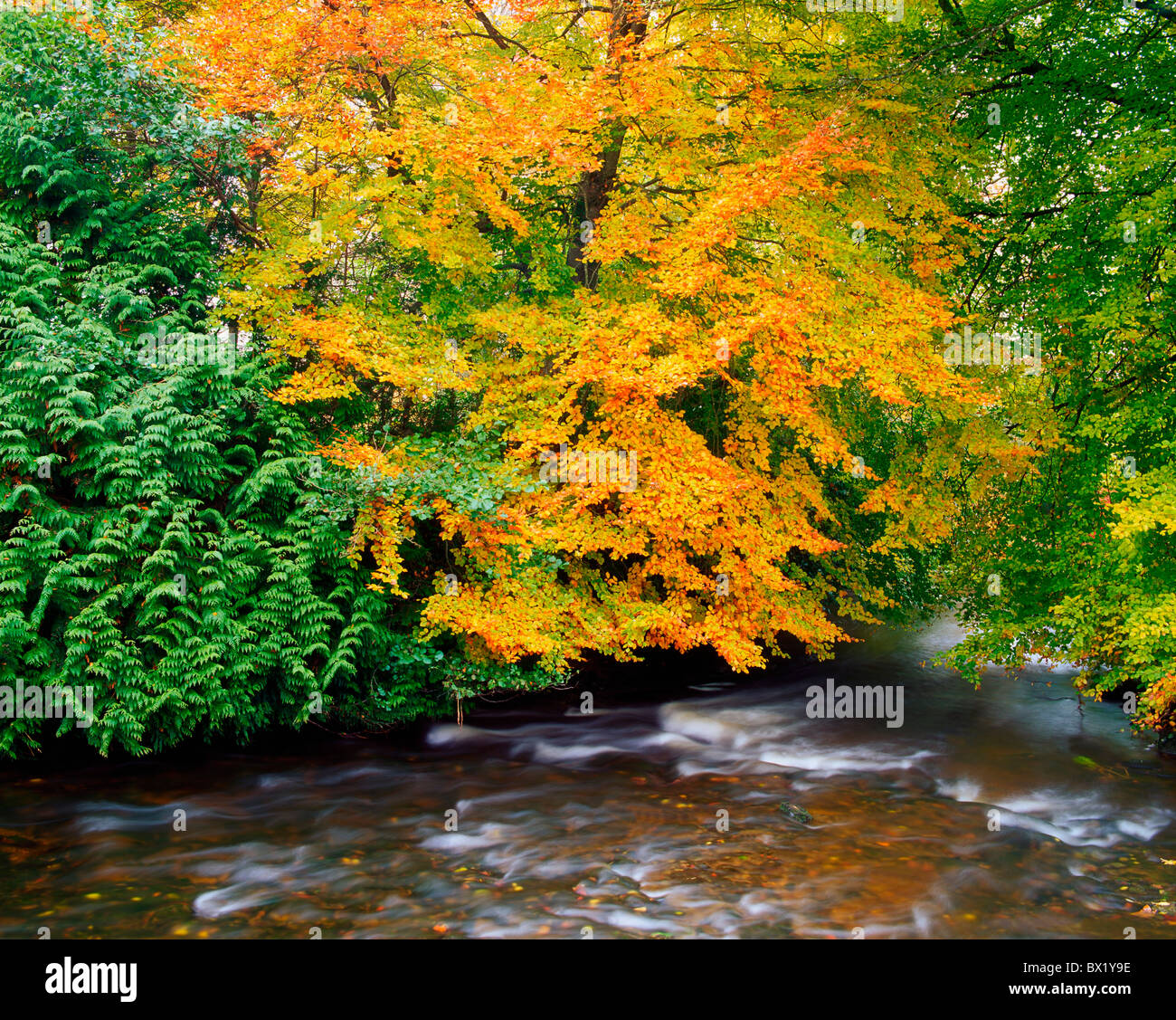 Birr Castle, Co Offaly, River Camcor, Ireland Stock Photo - Alamy
