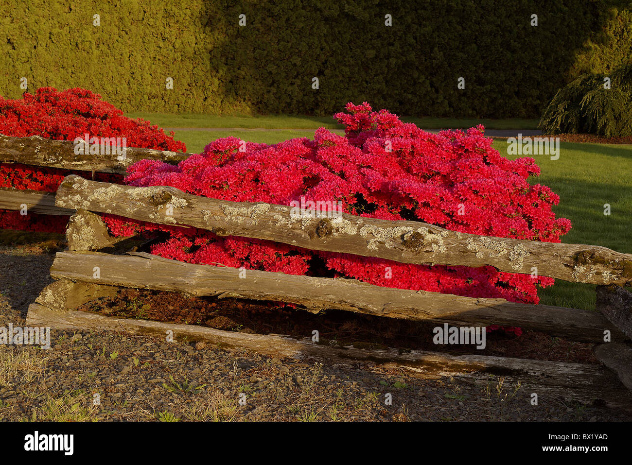 Red azalea shrubs hi-res stock photography and images - Alamy