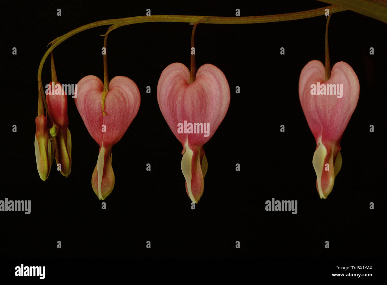 blossoms botany detail Dicentra spectabilis plant shrub watering heart ...