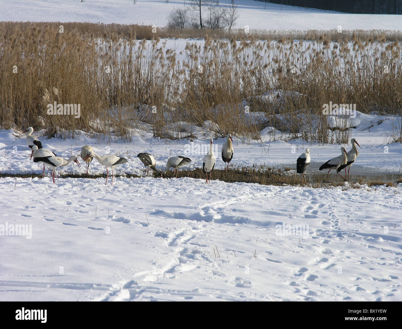 Animal animals bird birds hi-res stock photography and images - Alamy