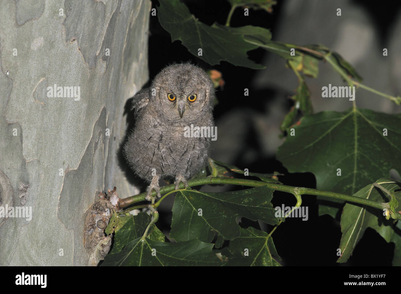 Scops owl - Eurasian scops owl - European scops owl (Otus scops) chick ...