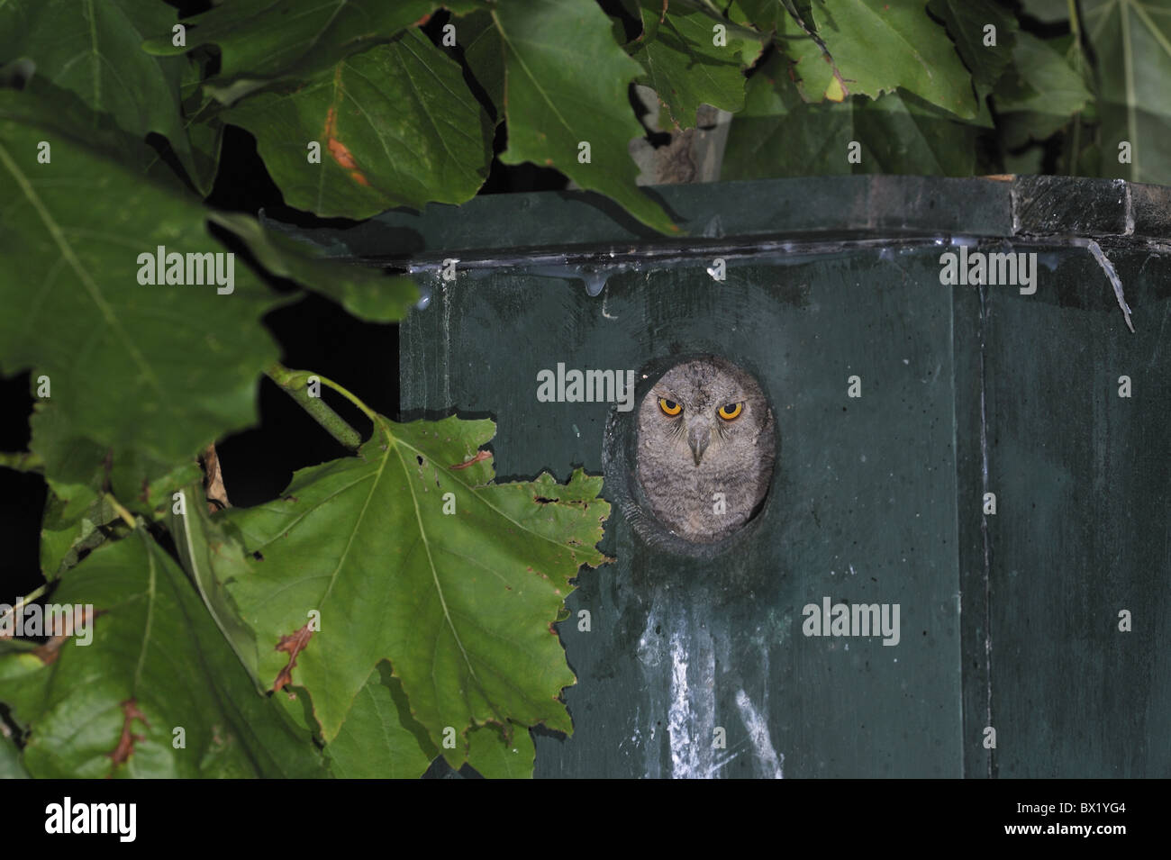 Scops Owl Eurasian Scops Owl European Scops Owl Otus Scops Chick At Nesting Box Entrance