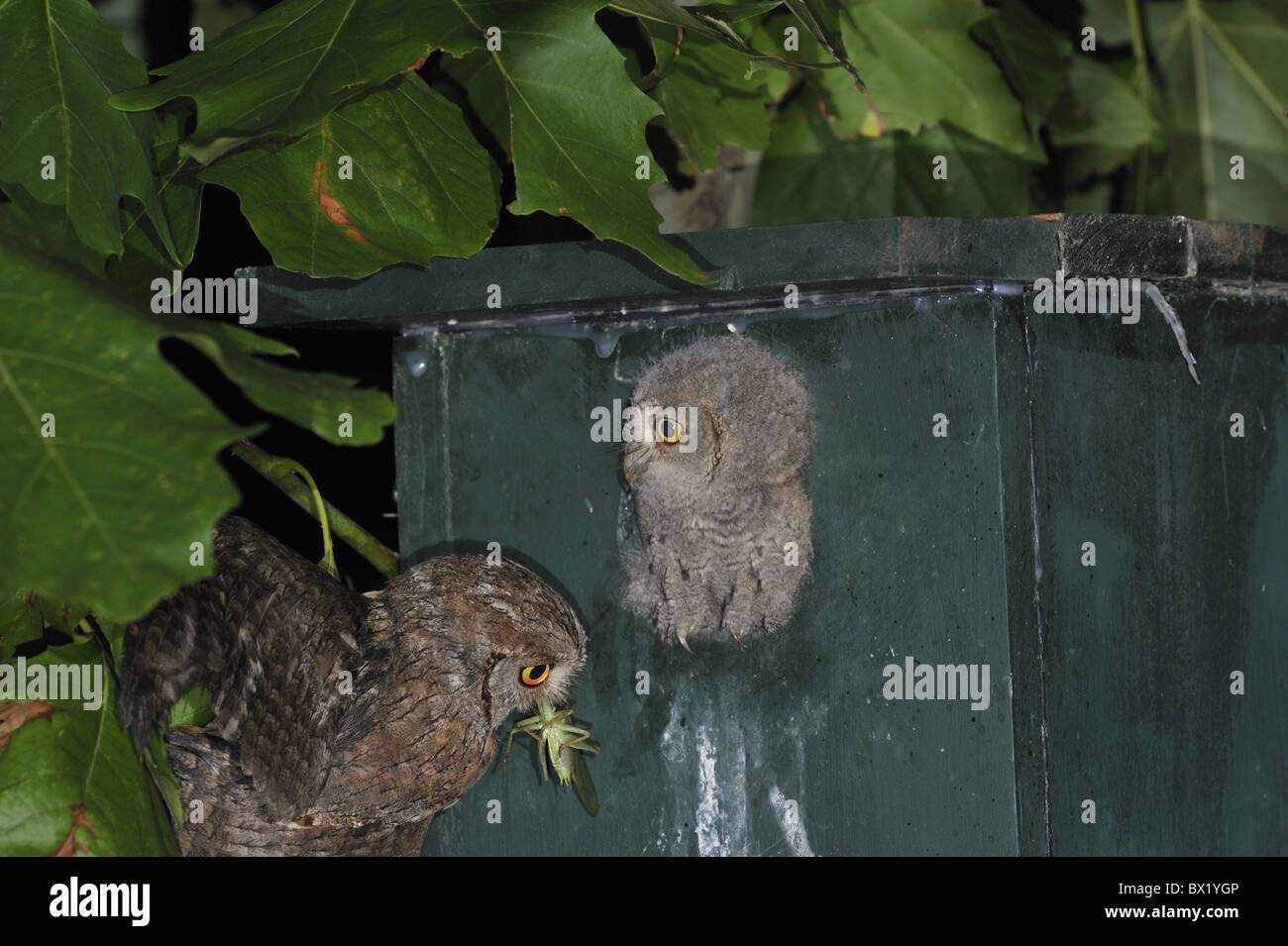 Scops owl - Eurasian scops owl - European scops owl (Otus scops) adult ...