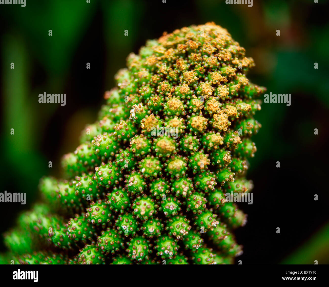 Gunnera, Seed Head Stock Photo - Alamy