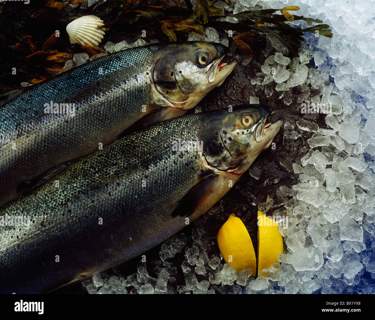 Seaweed ireland food hi-res stock photography and images - Alamy