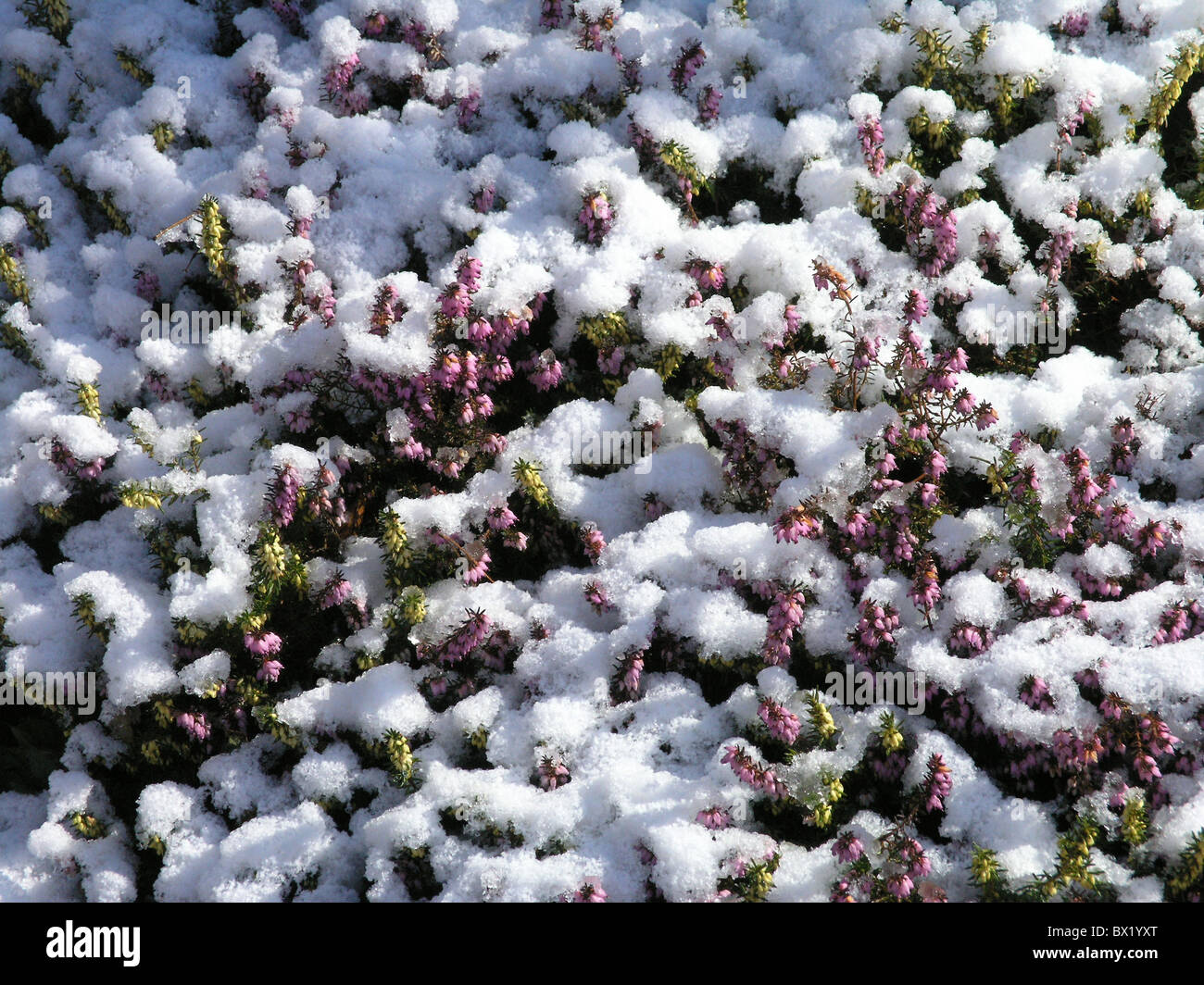 blossoms moor plant plants snow Switzerland Europe Winter Stock Photo ...
