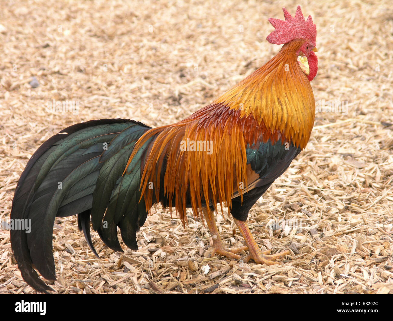 animal animals livestock bird birds cock Fowl gallinaceous bird Poultry ...