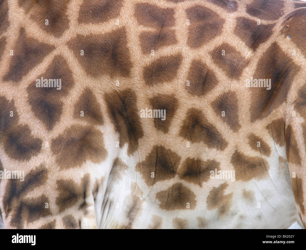 Pattern animals hi-res stock photography and images - Alamy
