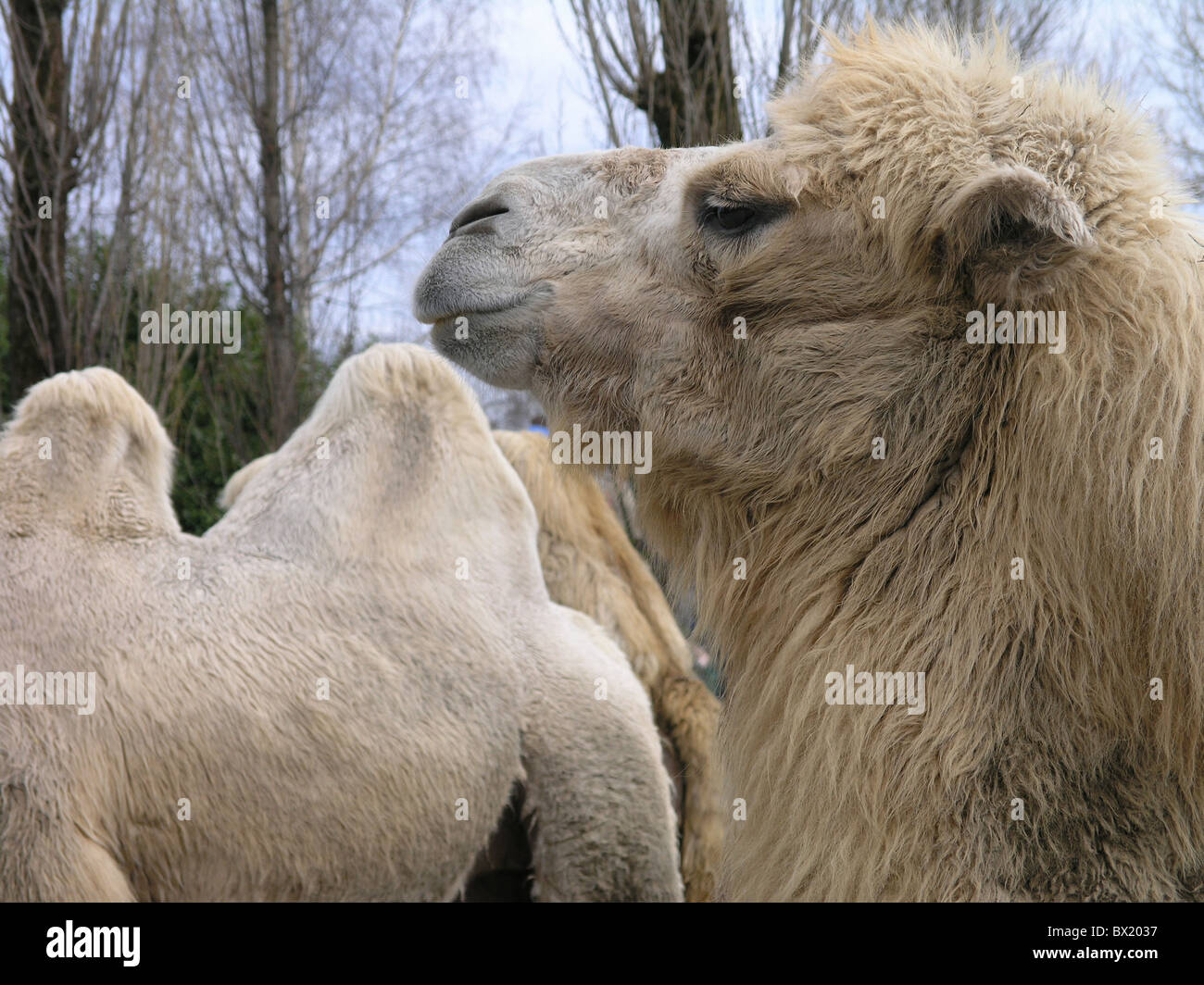 animal animals Camel camels Stock Photo - Alamy