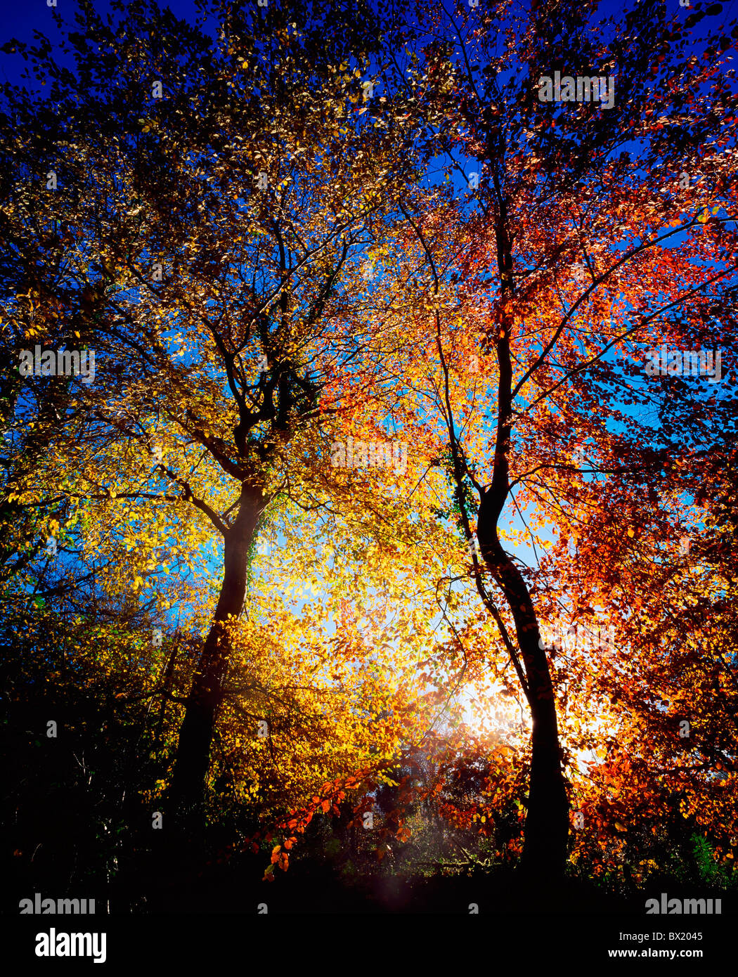Sunlight shining through tree hi-res stock photography and images - Alamy