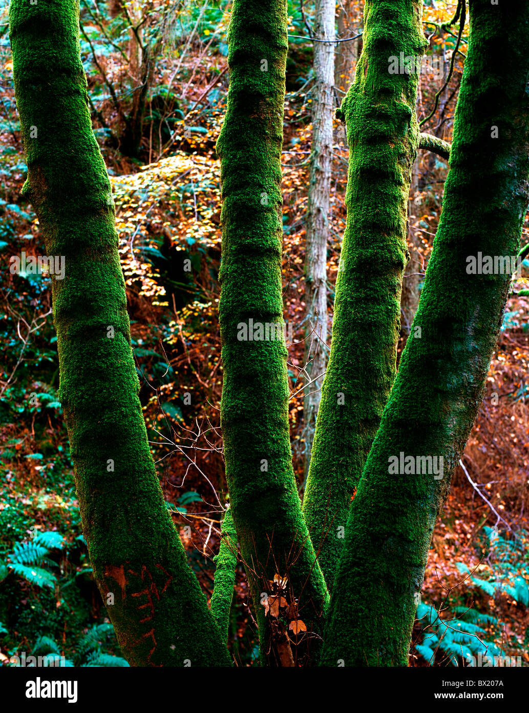 Lichen Covered Trees Stock Photo - Alamy