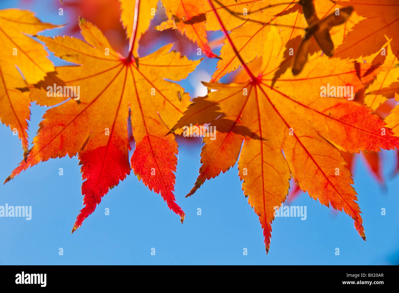 Gum trees usa hi-res stock photography and images - Alamy