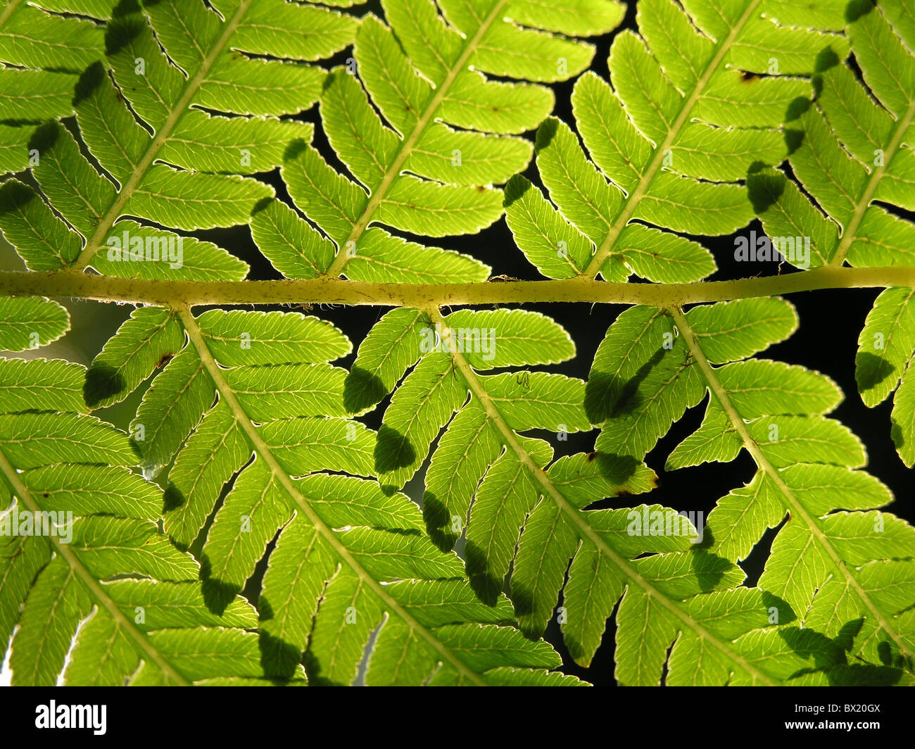 Cyathea detail leaf leaves pinnate plant sheet structure Tree fern ...