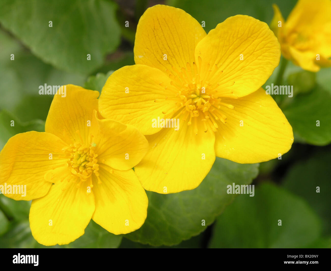 Yellow flowers caltha palustris hi-res stock photography and images - Alamy