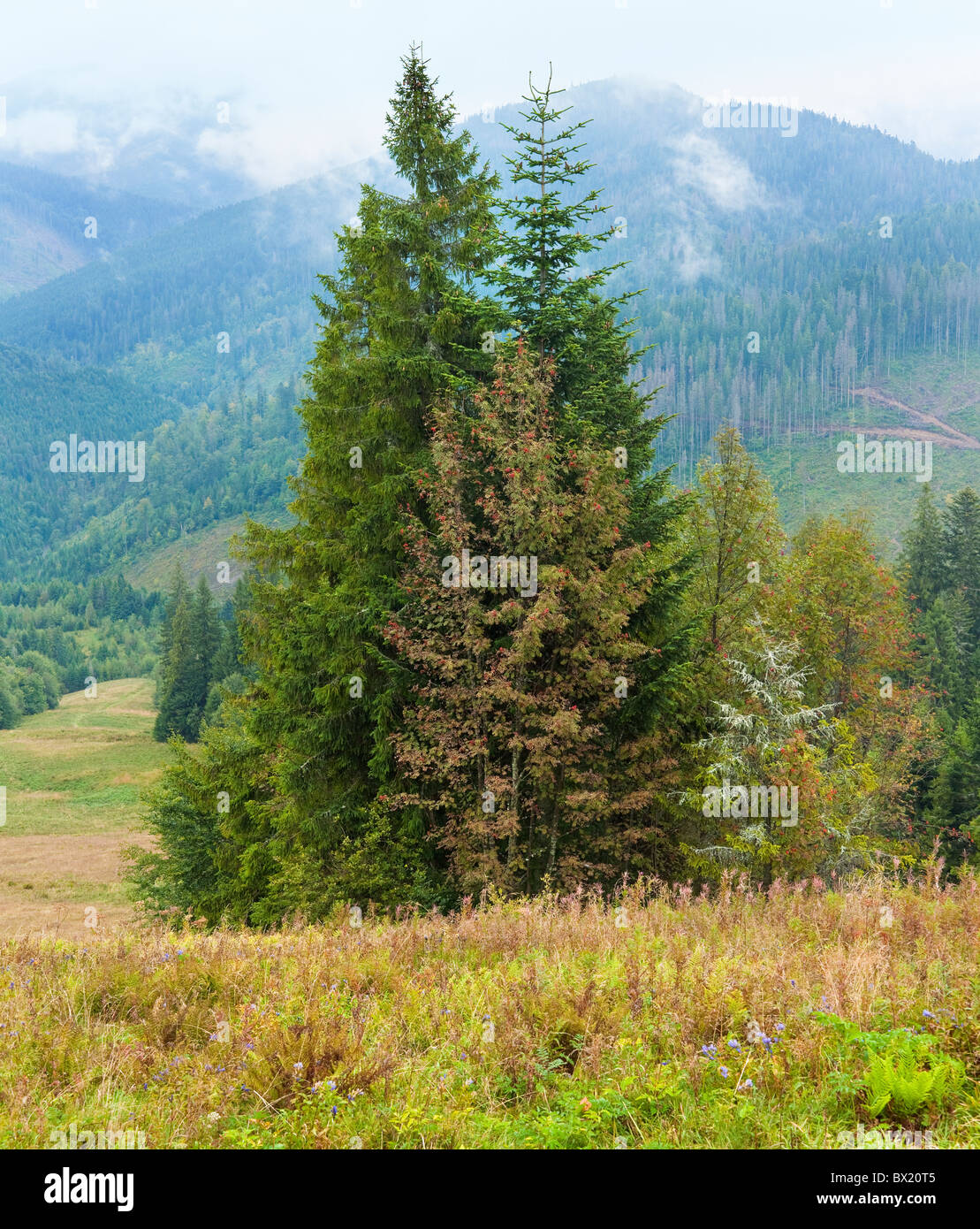 Fir trees on autumn mountain background. Two shots stitch image Stock ...