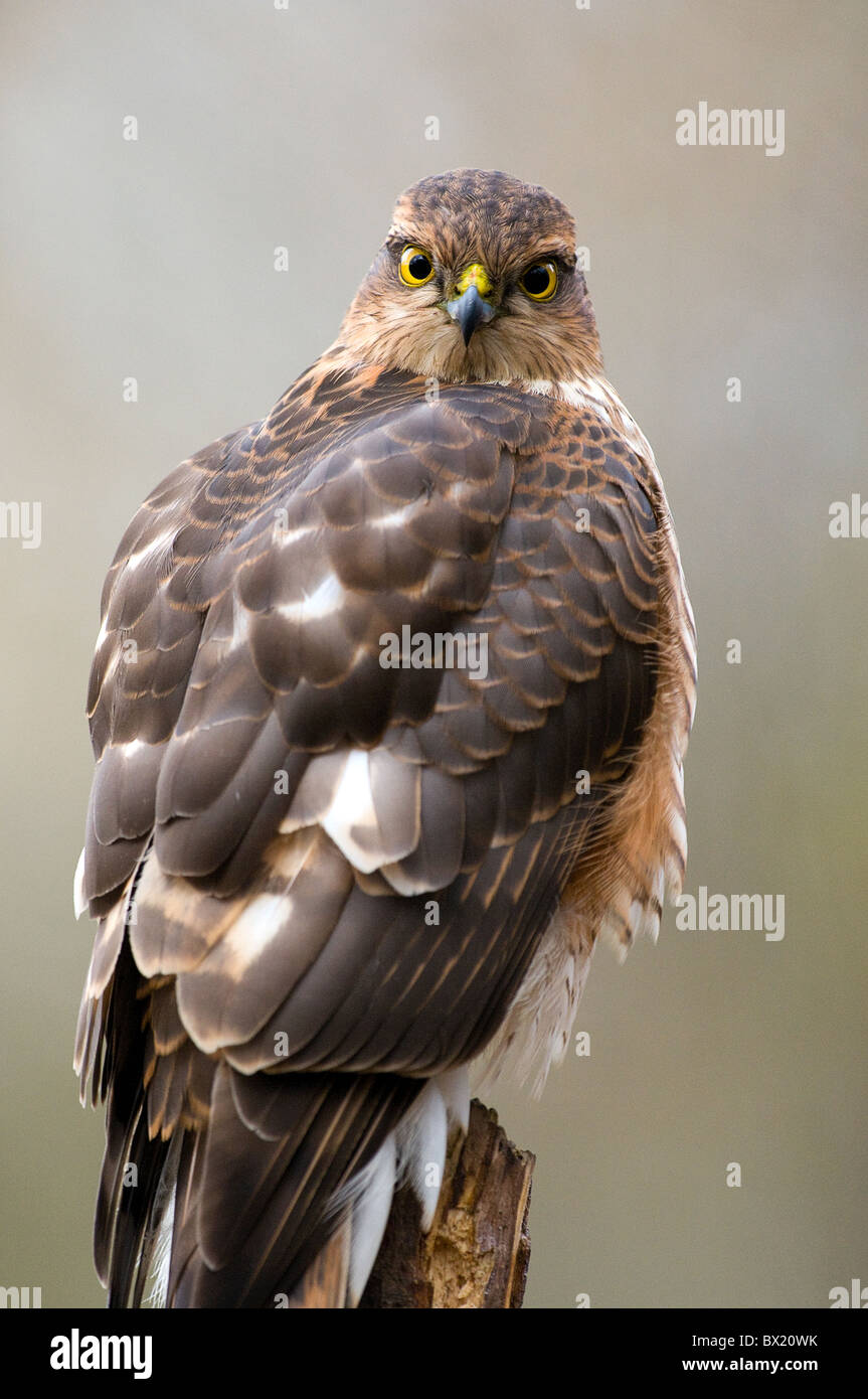 Sparrowhawk hi-res stock photography and images - Alamy