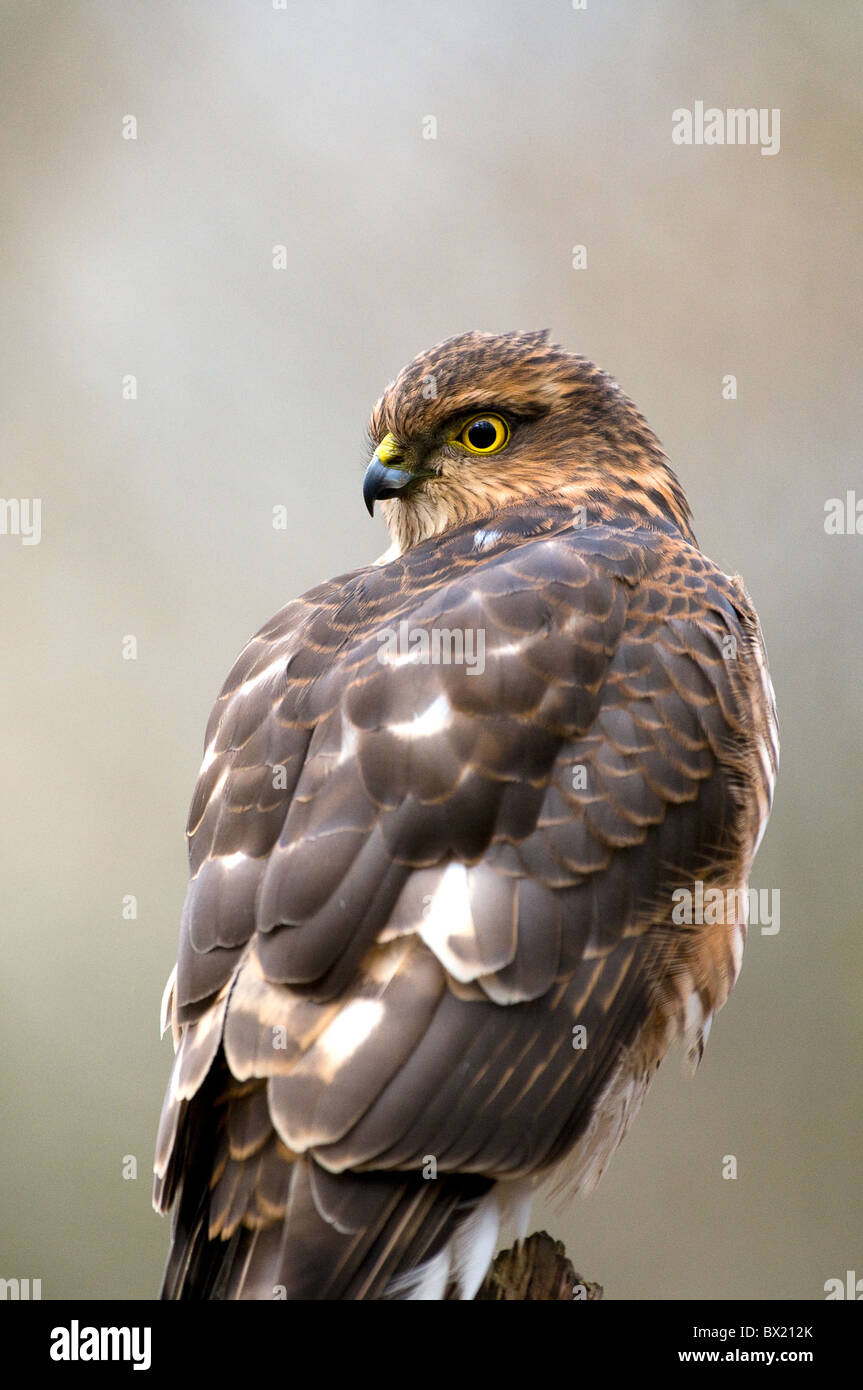 Sparrowhawk hi-res stock photography and images - Alamy