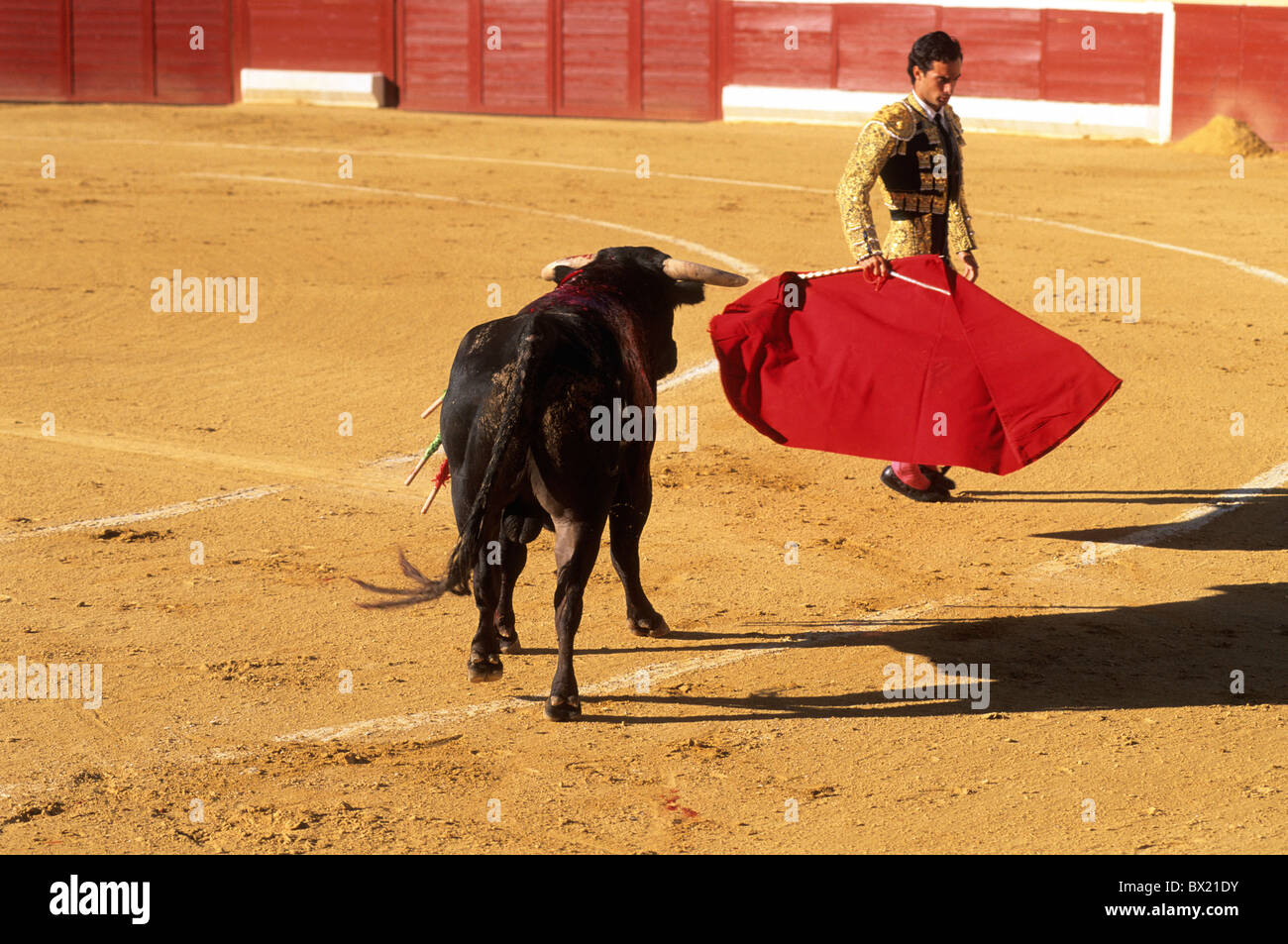 animal animals arena battle blood bull bullfighter duel fight glassy ...