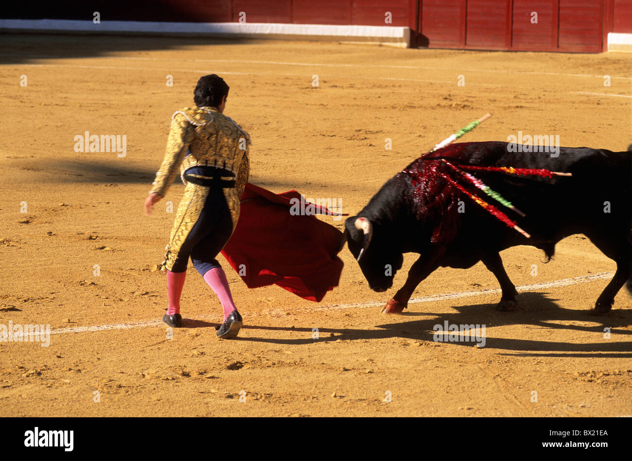 animal animals arena battle blood bull bullfighter duel fight glassy ...