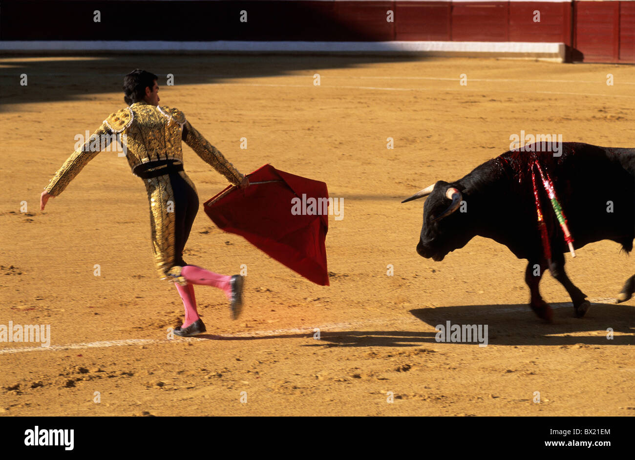 animal animals arena battle blood bull bullfighter duel fight glassy ...