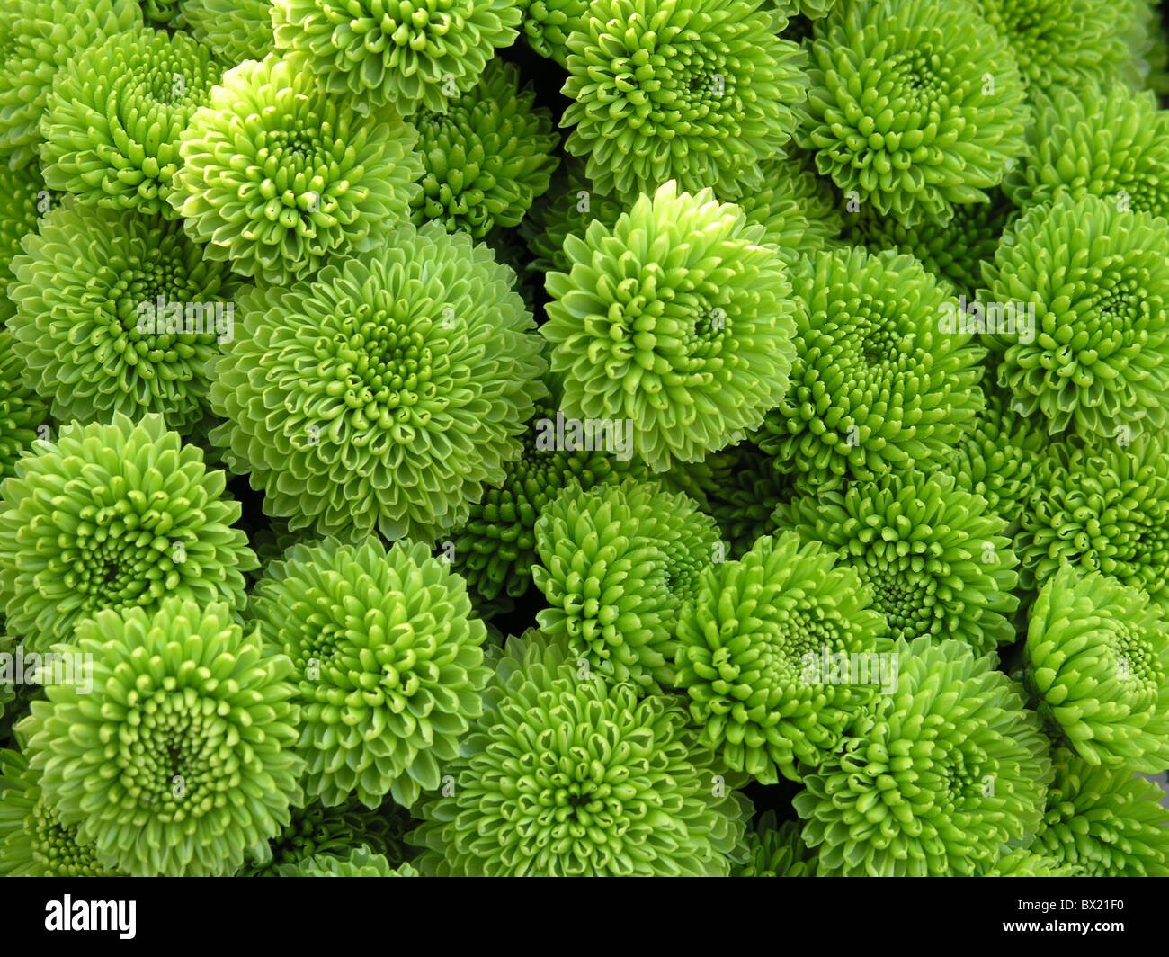 Round flowers hi-res stock photography and images - Alamy