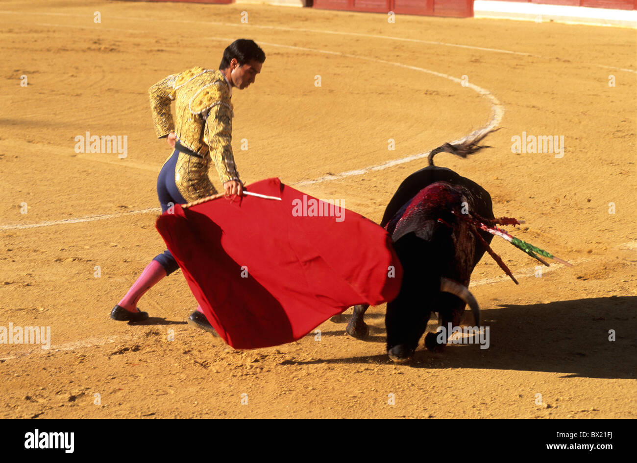 animal animals arena battle blood bull bullfighter duel fight glassy ...