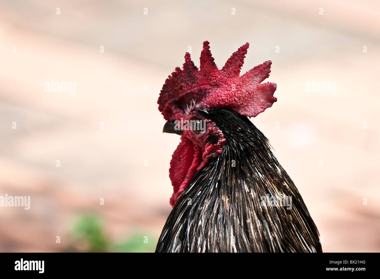 Comb of a cockerel hi-res stock photography and images - Alamy