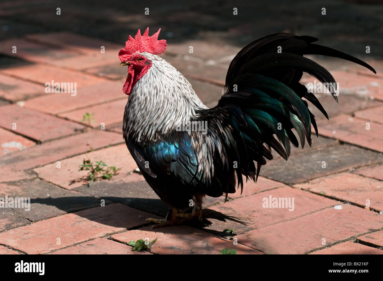 Cockerel Comb High Resolution Stock Photography and Images - Alamy