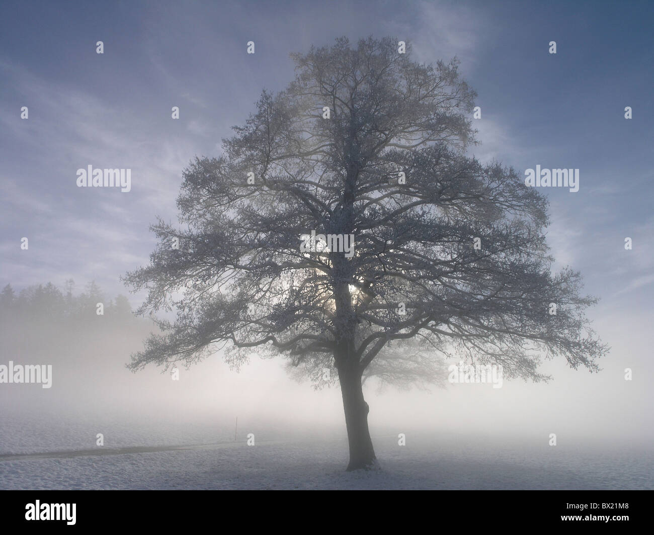 fog scenery landscape snow tree Winter Stock Photo - Alamy