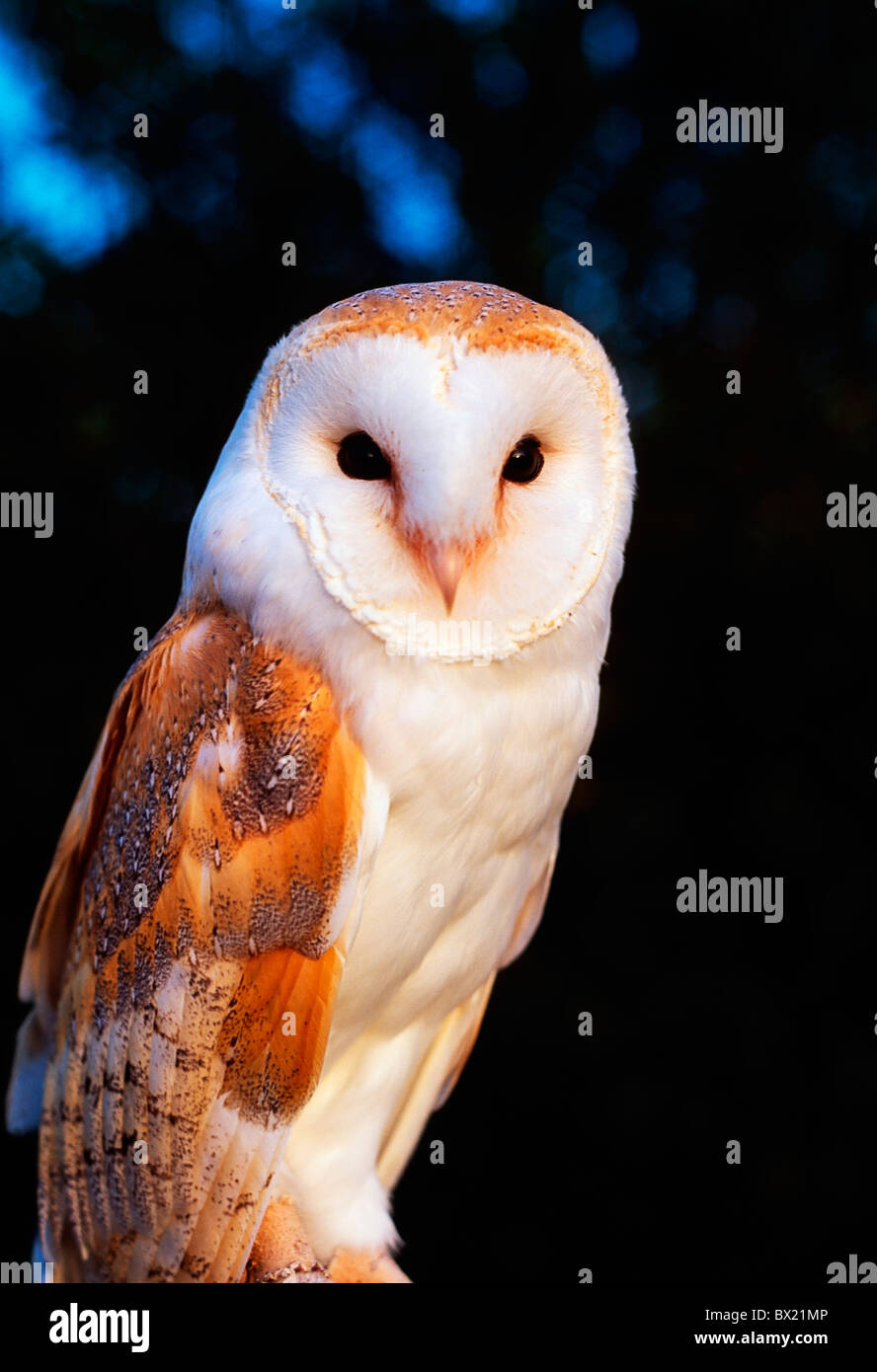 Barn owl pics hi-res stock photography and images - Alamy