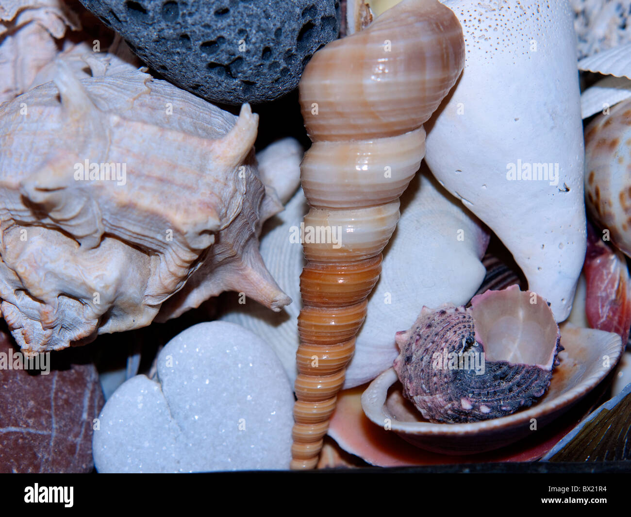 Tropical shells and pebbles in a collection Stock Photo - Alamy
