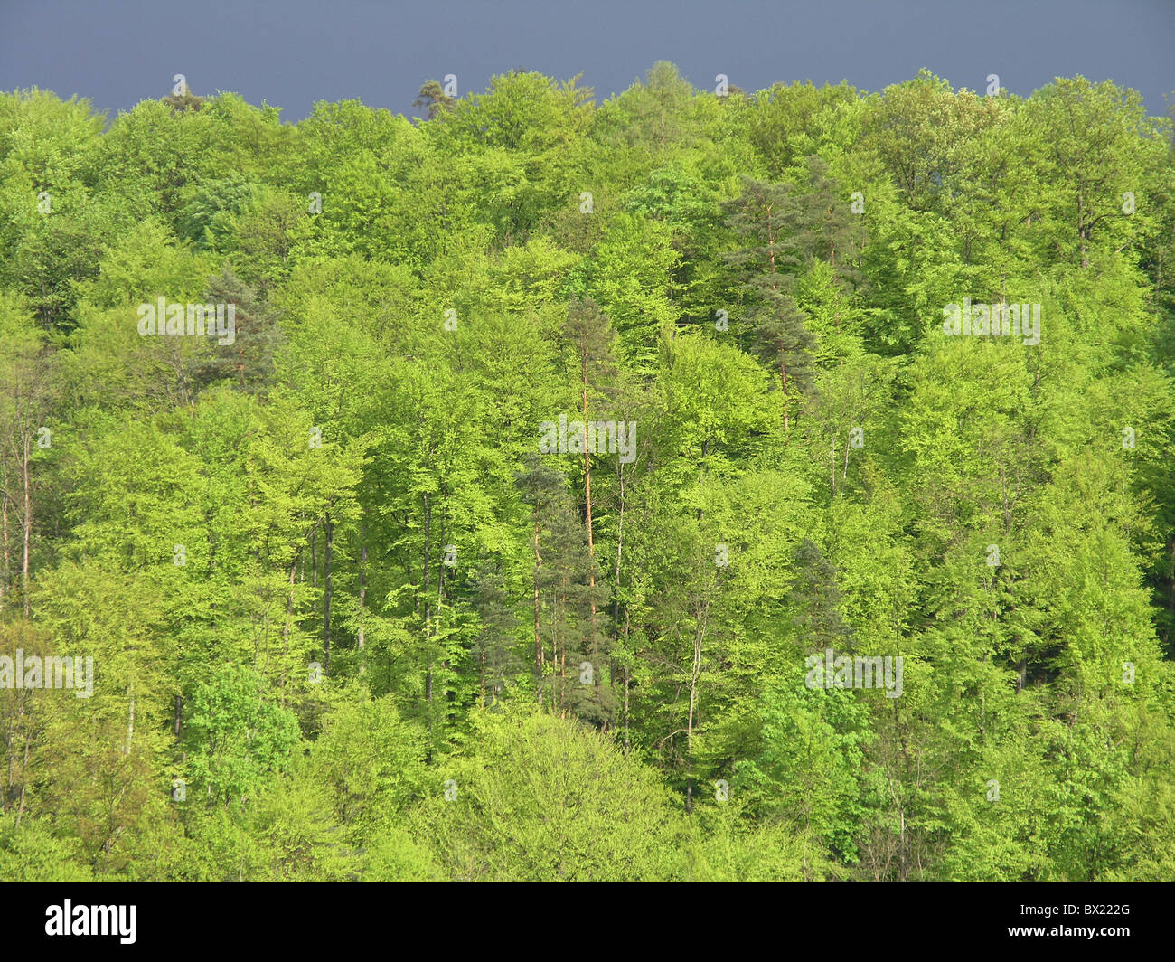 mixed forest scenery landscape Wood forest trees green Stock Photo - Alamy