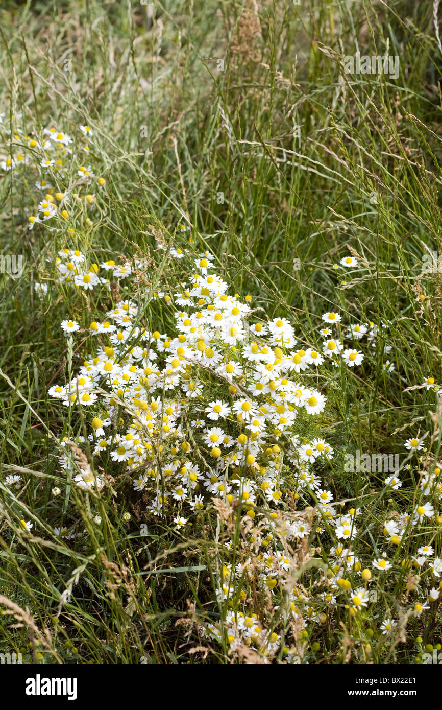Scented mayweed hi-res stock photography and images - Alamy