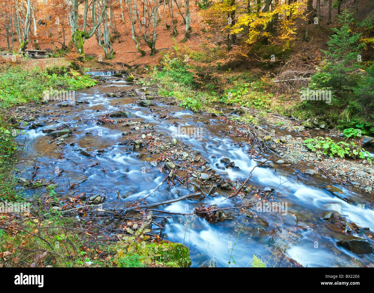 Rocky Stream, Running Through Autumn Mountain Forest Stock Photo - Alamy