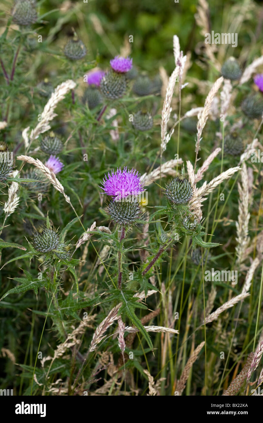 Cotton Thistle by a footpath Craster Northumberland England Stock Photo ...