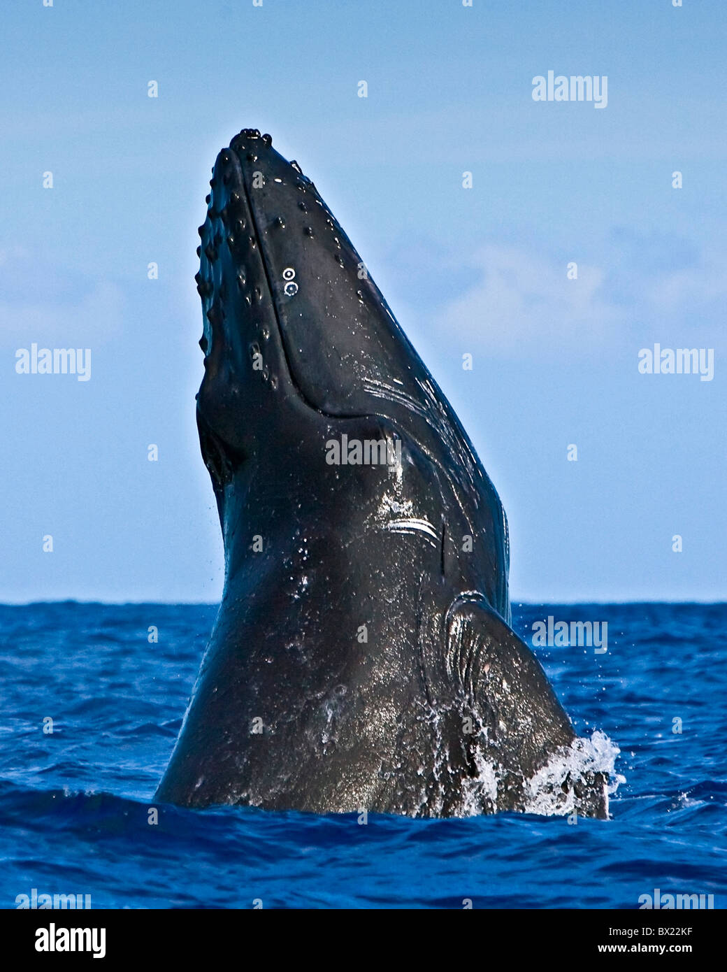 humpback whale, Megaptera novaeangliae, breaching, Hawaii, USA, Pacific ...