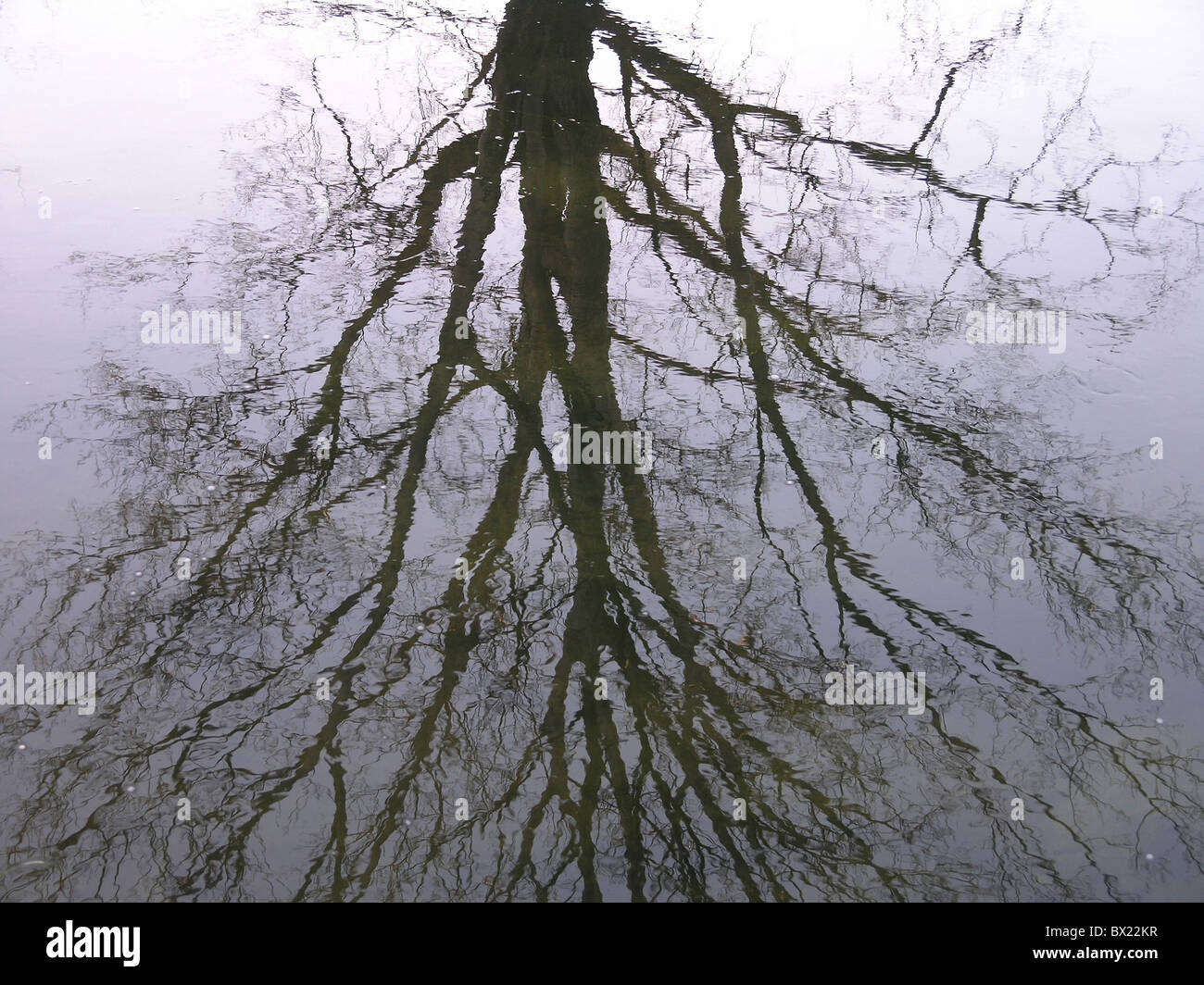 reflection s surface Tree water winter Stock Photo - Alamy