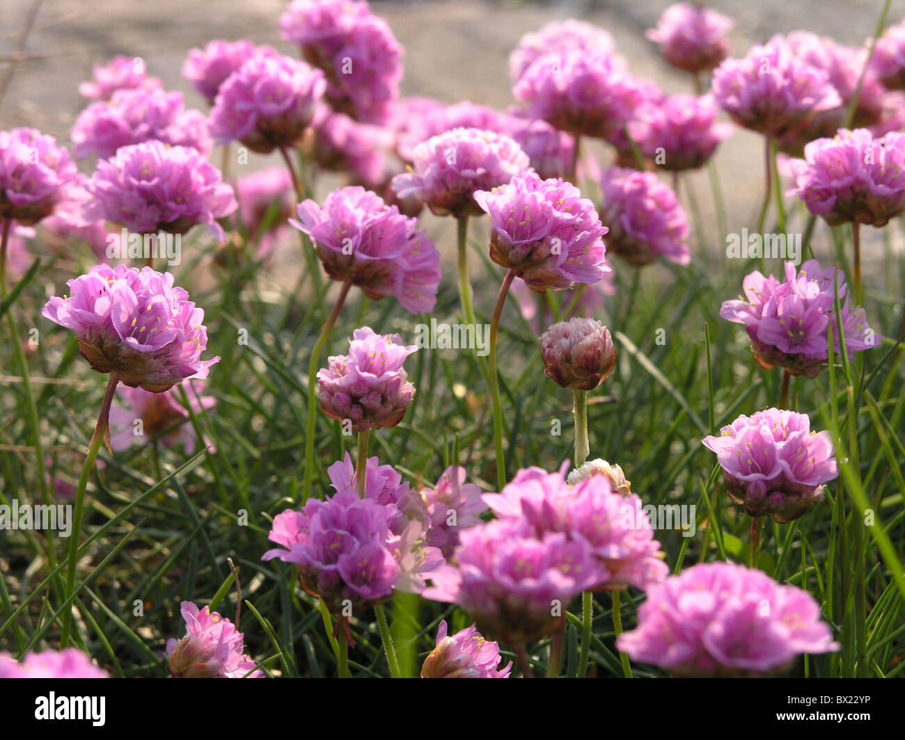 blossoms flowers Meadow pink plants Stock Photo - Alamy