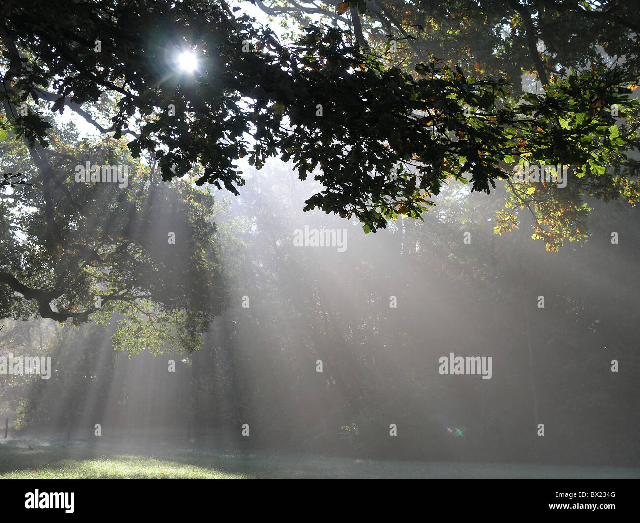 beams branches clearing fog rays scenery landscape sun sun rays rays of ...